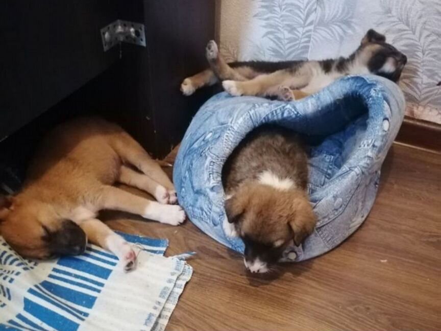 Щенок щенки собака в добрые руки