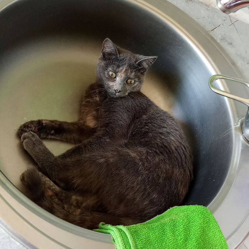 Котёнок в добрые руки