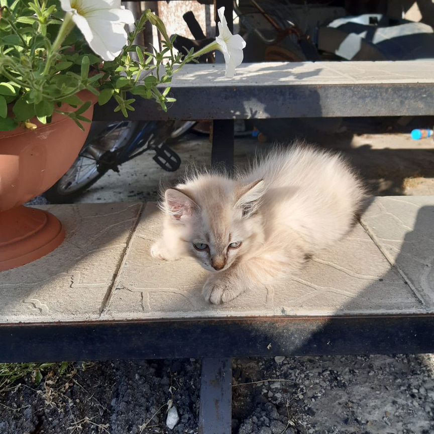 Отдам в добрые руки