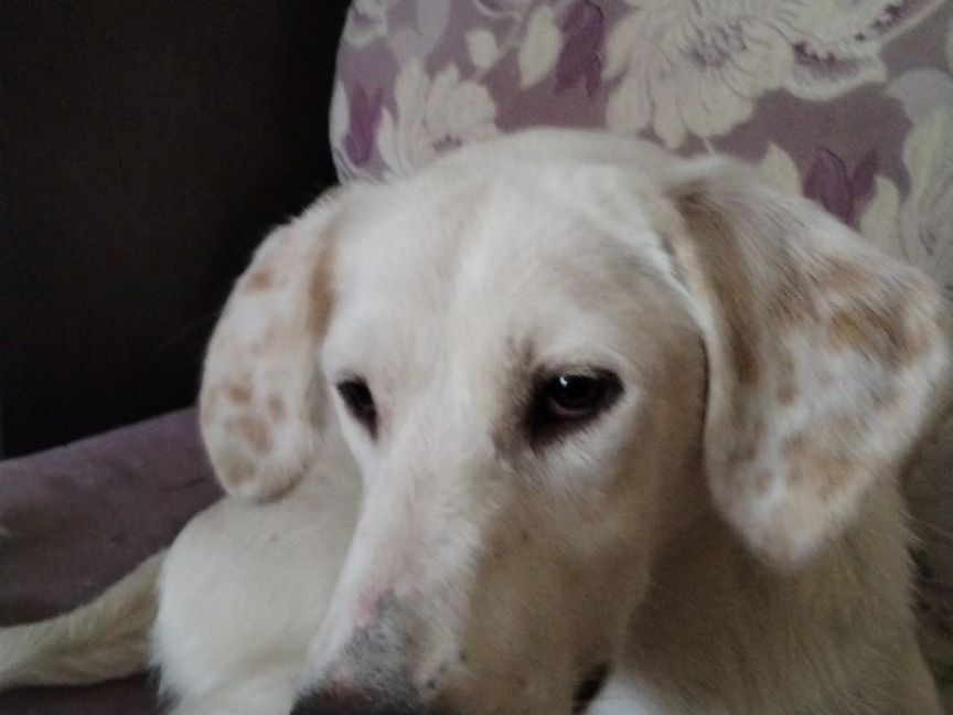 Собака Алабай, помесь овчарки