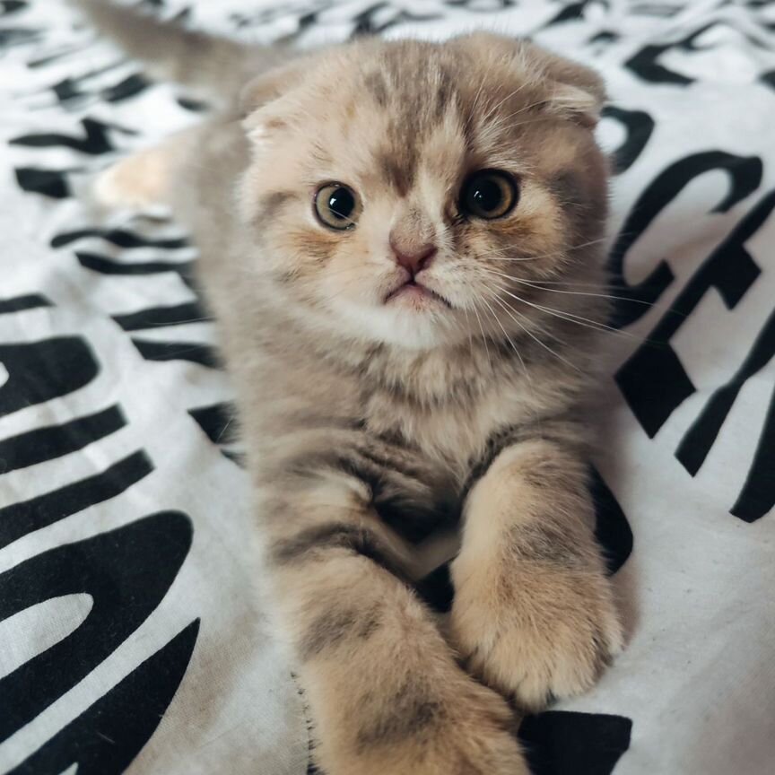 Шотландская вислоухая кошка