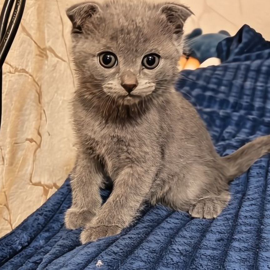 Шотландский вислоухий короткошёрстный котёнок