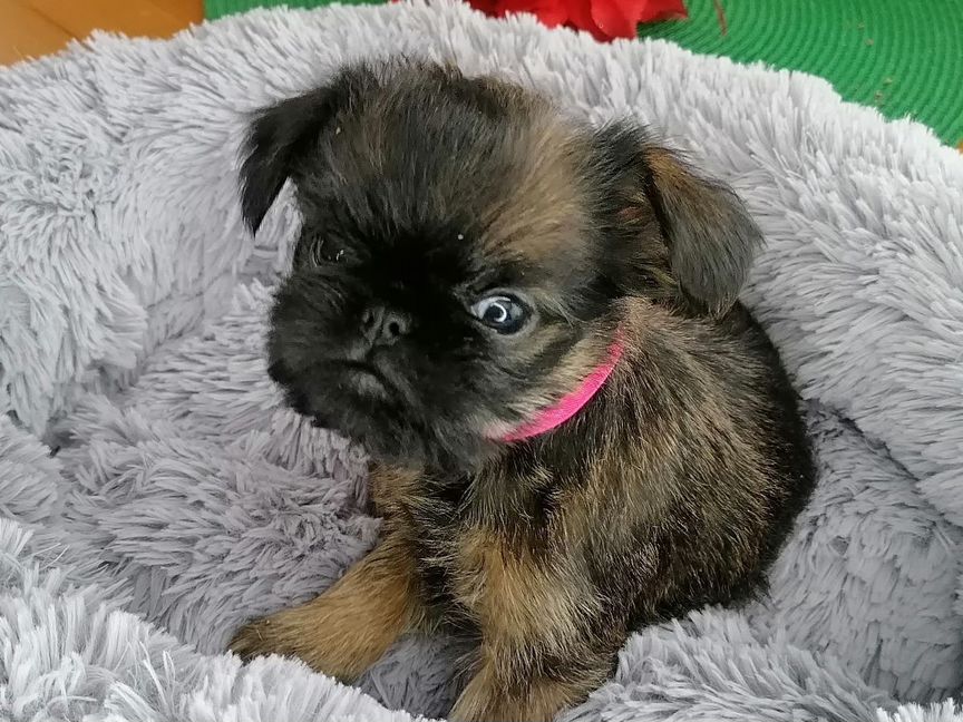 Гриффоны брюссельский, пти-брабансоны