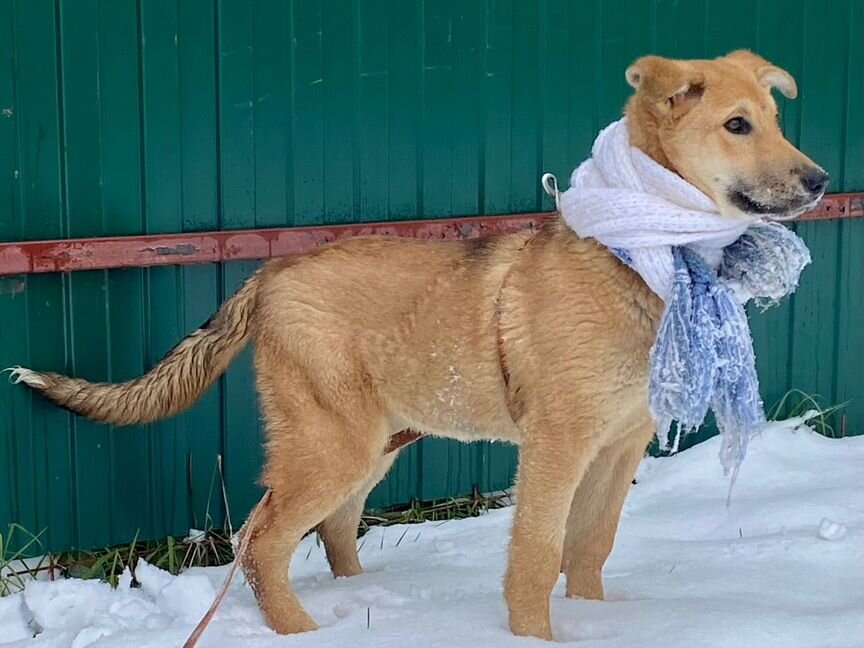 Возьми щенка из приюта