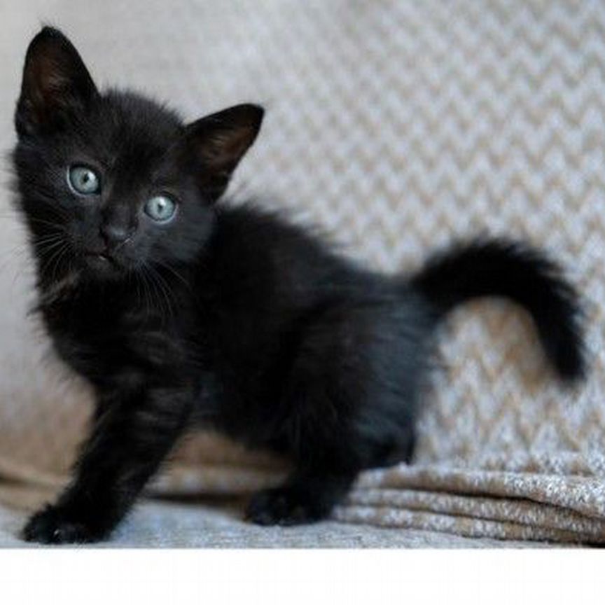 Европейский короткошёрстный котёнок