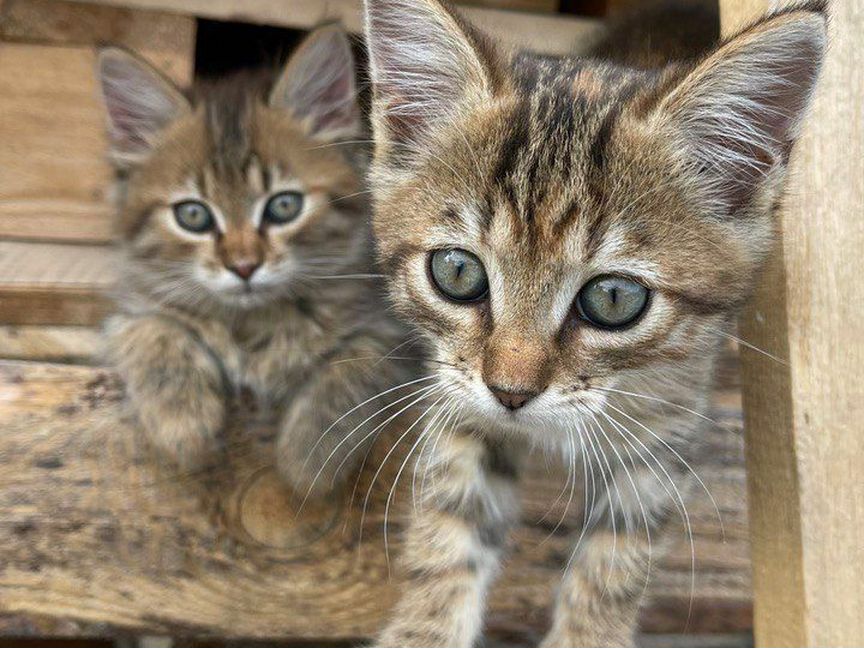 Котята бесплатно