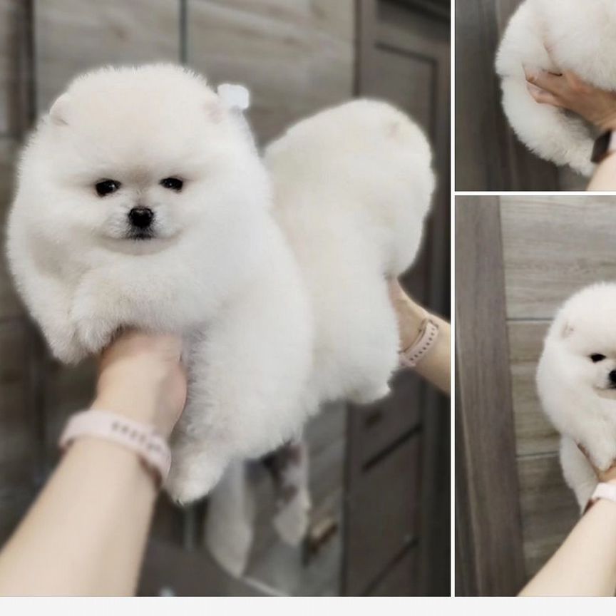 Померанский шпиц, щенок