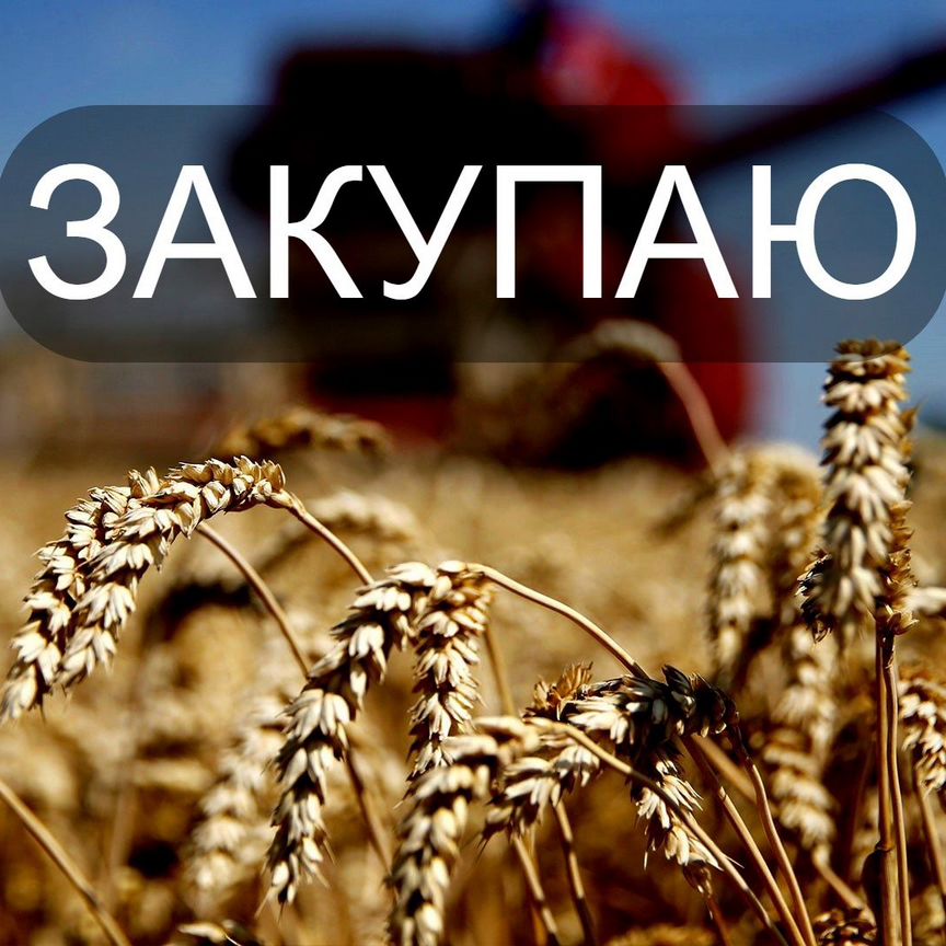 Озимая пшеница