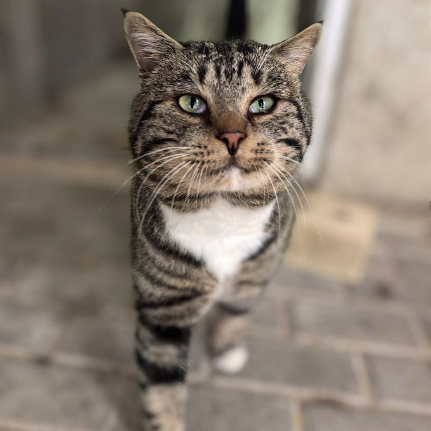 Отдам котика в добрые руки