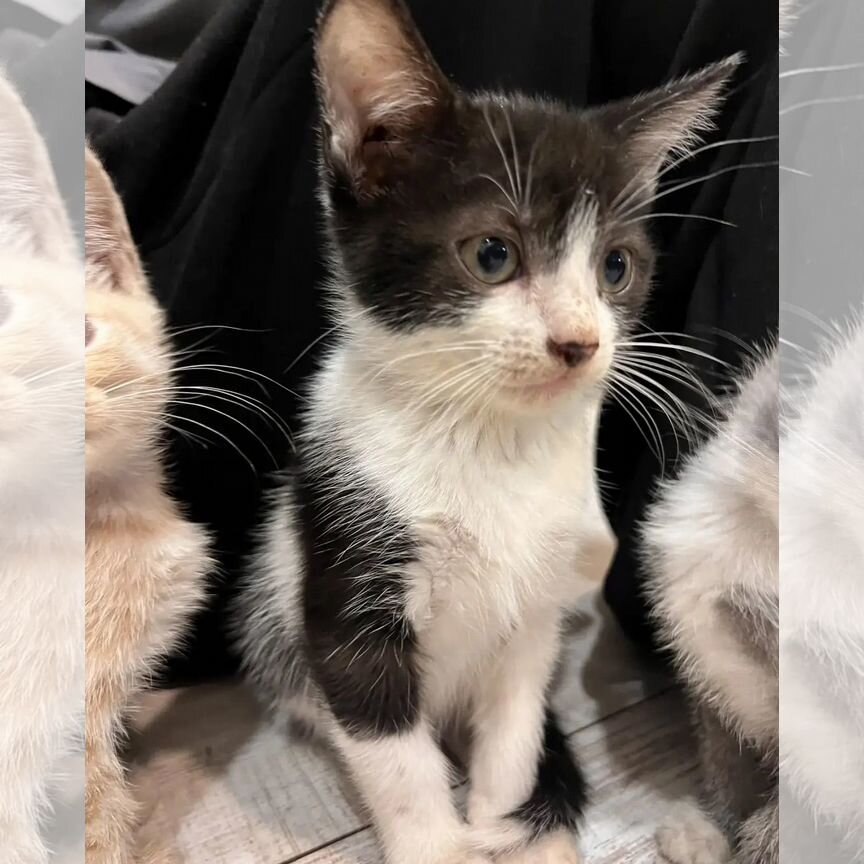 Котёнок в добрые руки