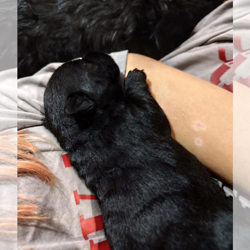 Шотландский терьер, щенок