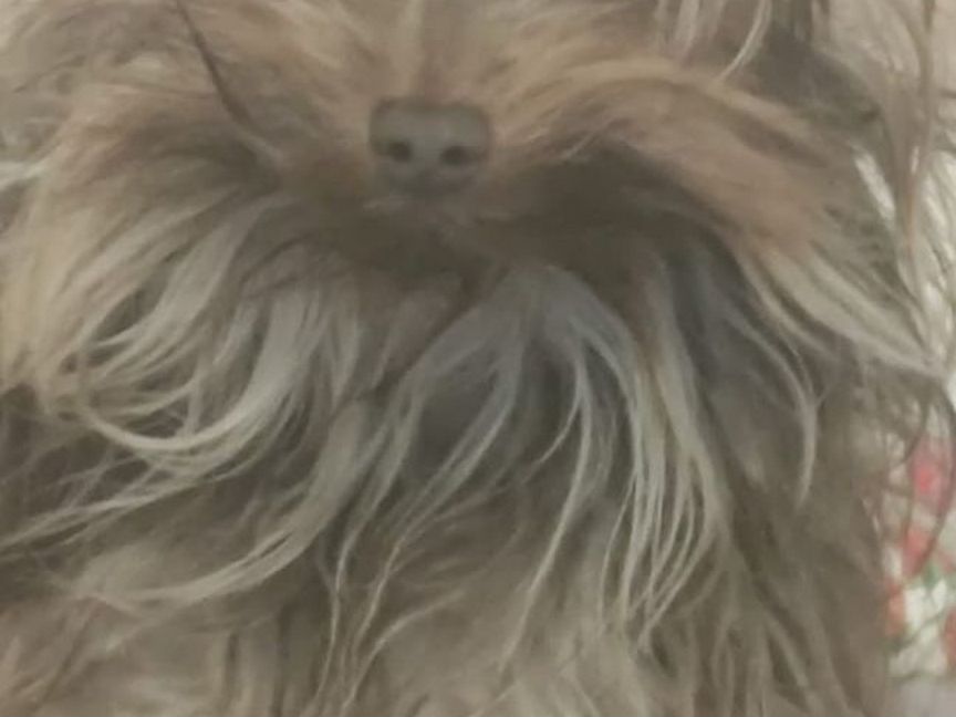 Мини шоколадный йорк