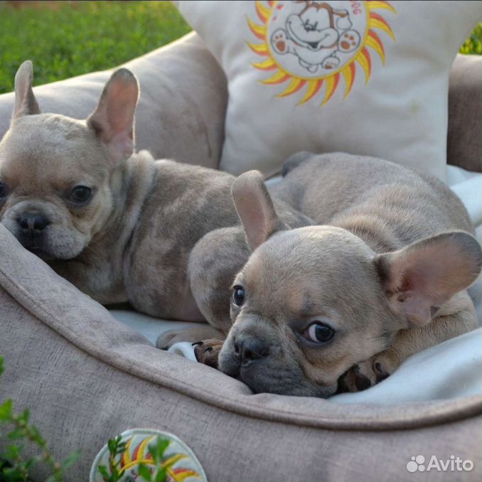 Цветные Французята