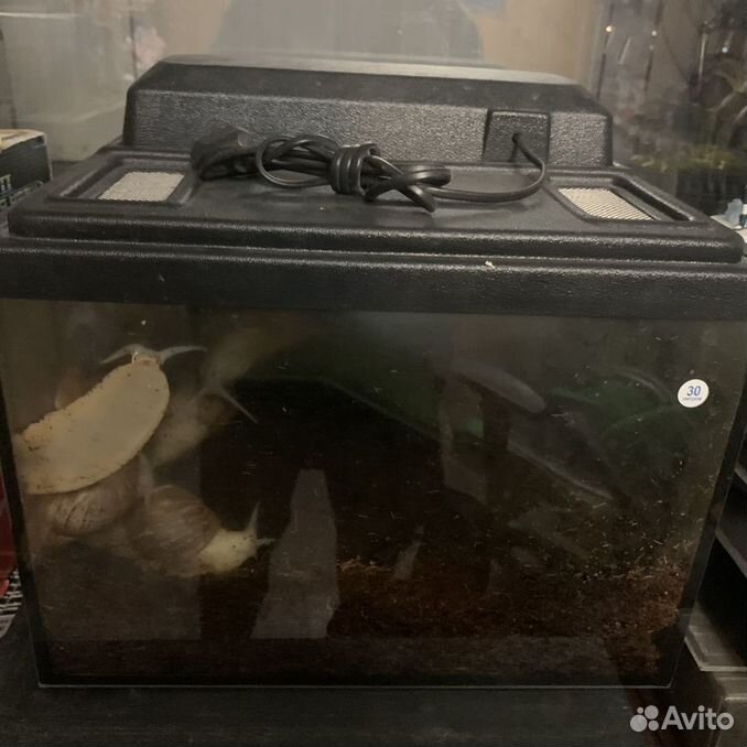 Улитки ахатины