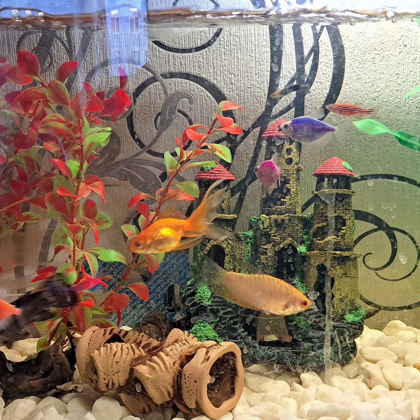 Аквариум с рыбками