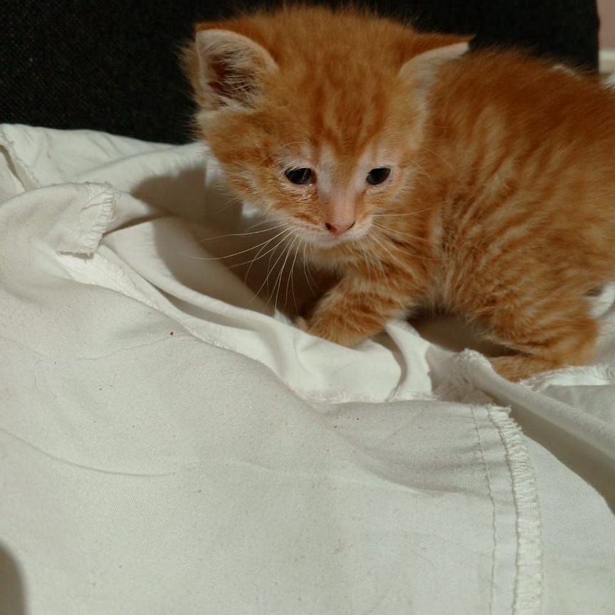 Рыжий котенок мальчик бесплатно