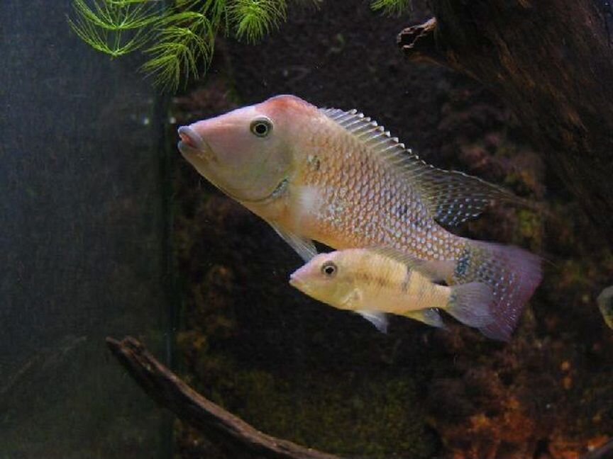 Геофагус штайндахнера