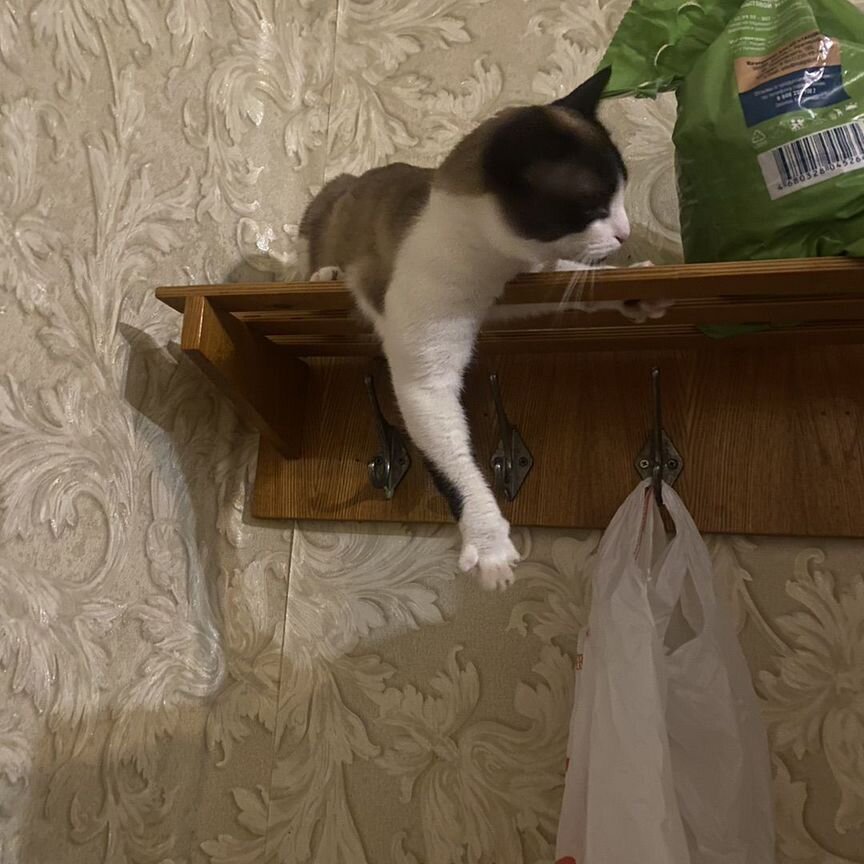 Отдам бесплатно