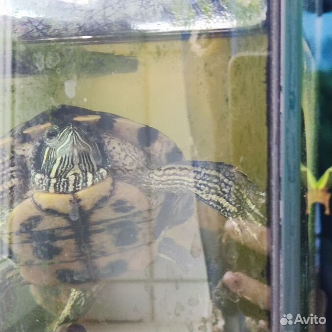 Отдаю красноухую черепаху в добрые руки, бесплатно