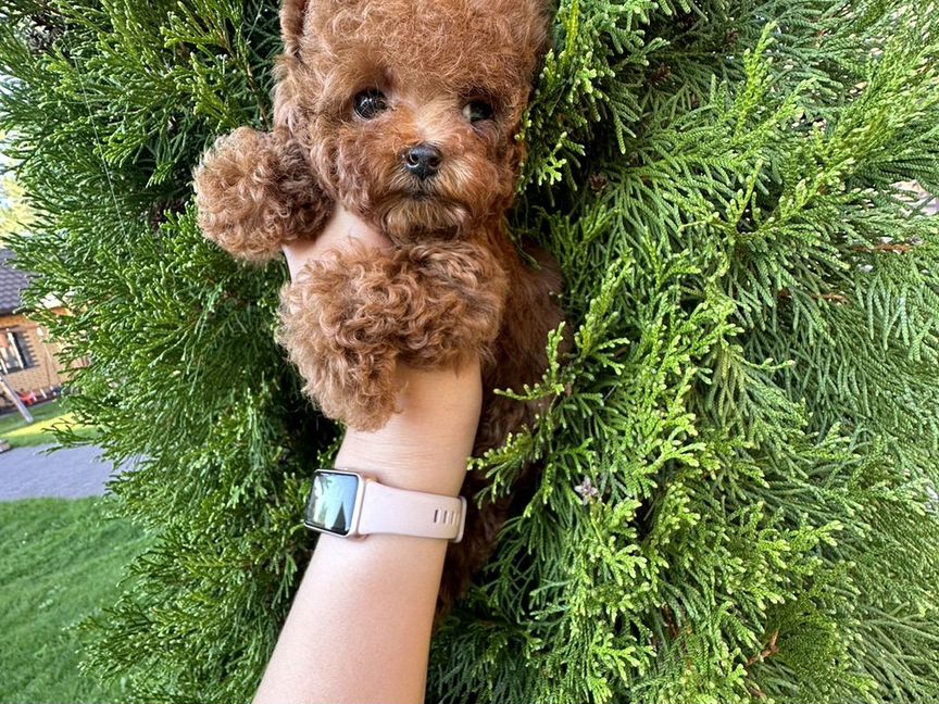 Той-пудель тикап тедди девочка, мальтипу