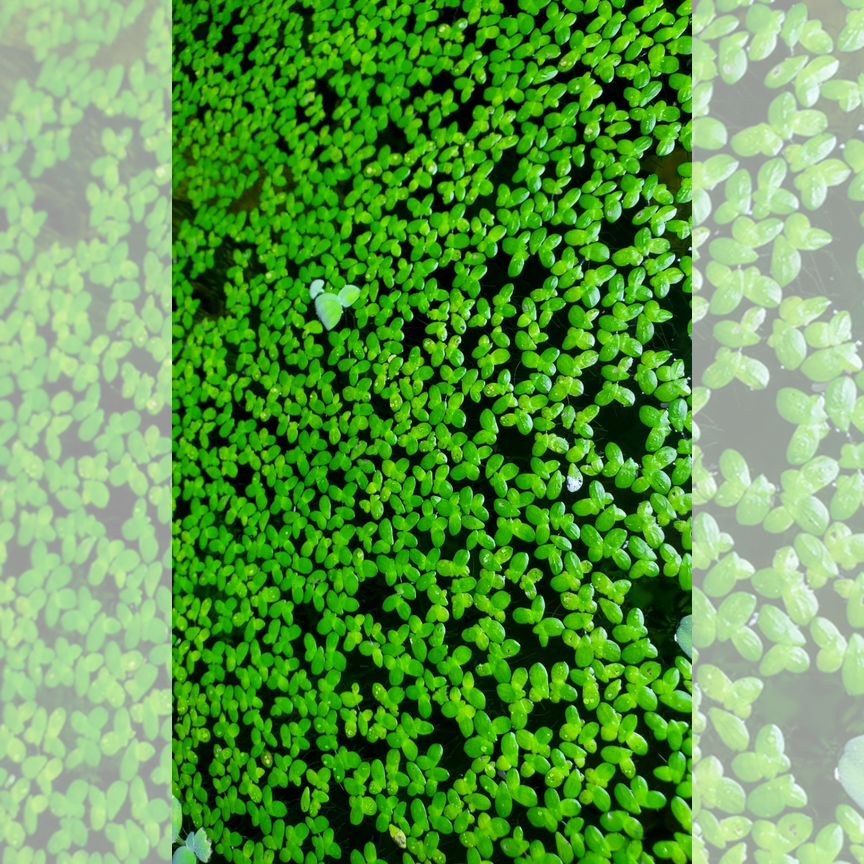 Ряска в аквариум