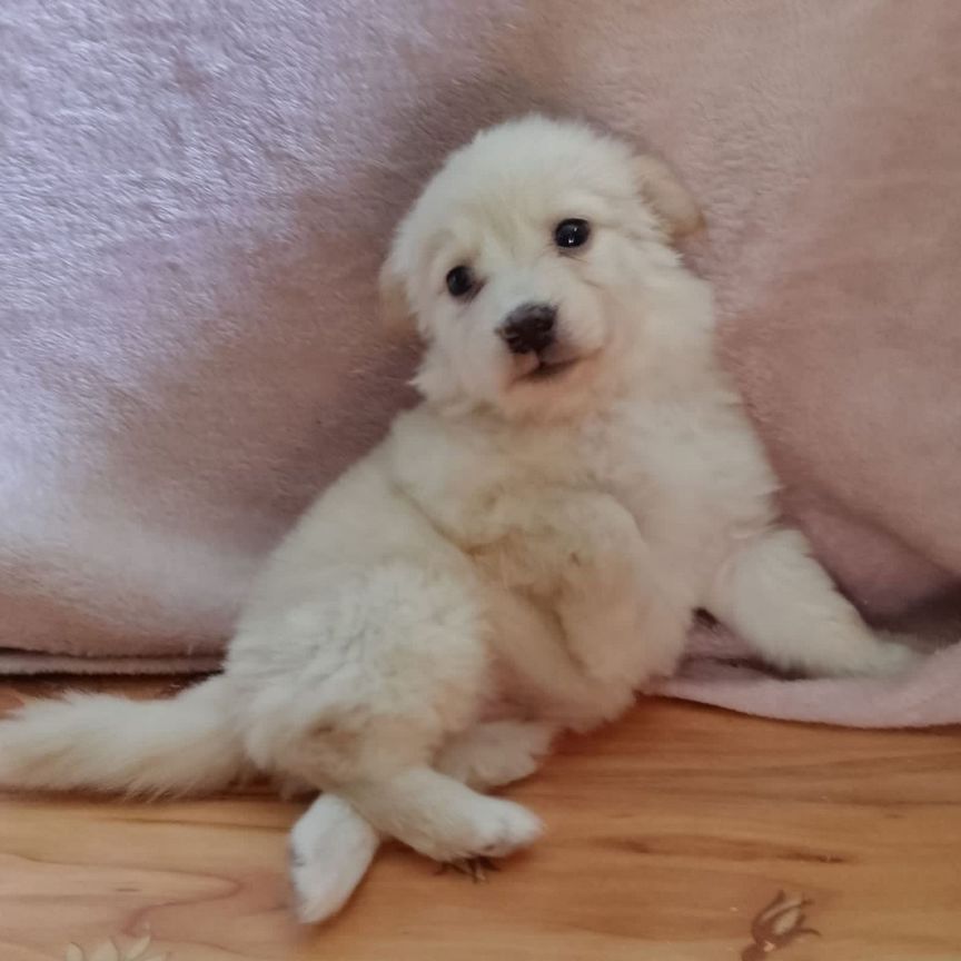 Крошка ищет дом