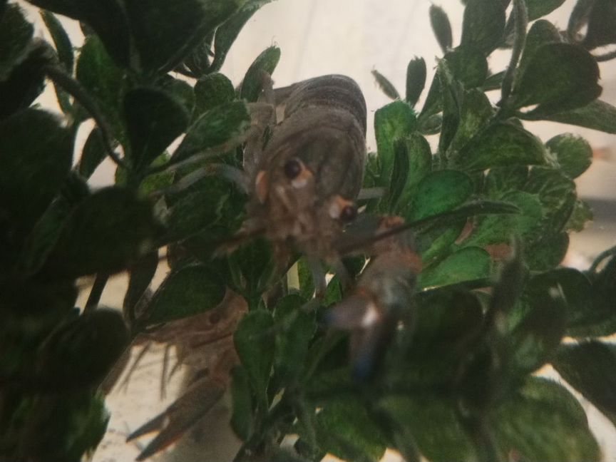 Австралийский красноклешневый рак