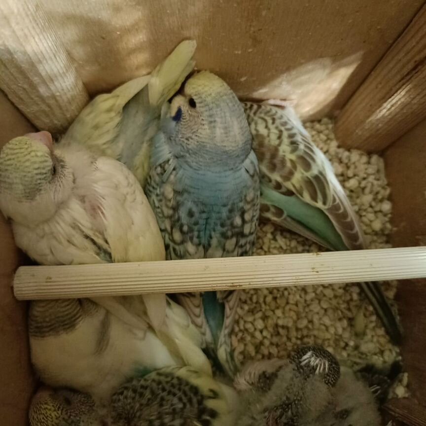 Птенцы волнистый попугай