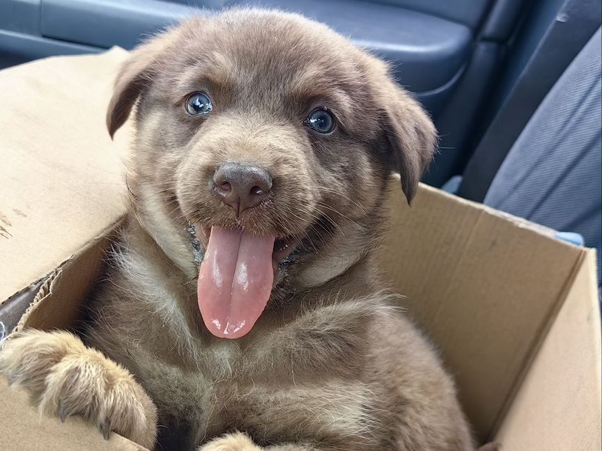 Отдам собаку/щенка в добрые руки