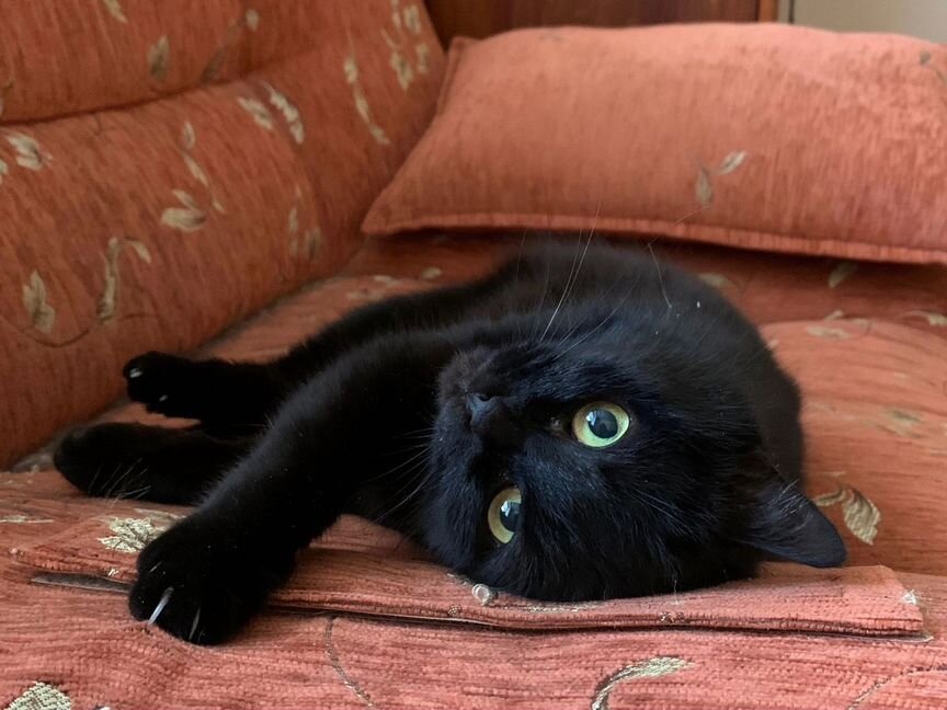 Кошка в дар