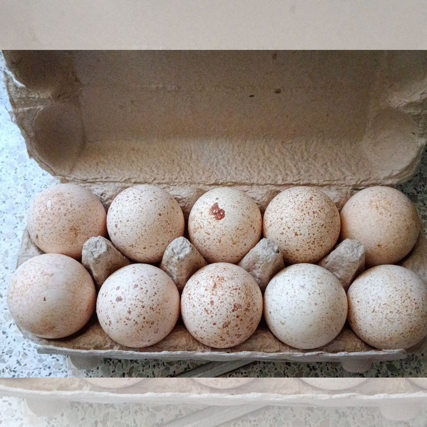 Яйца для инкубации индюков