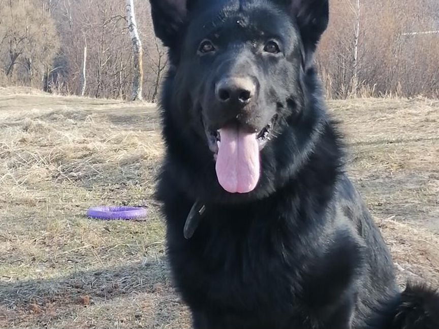 Немецкая овчарка вязка кобель