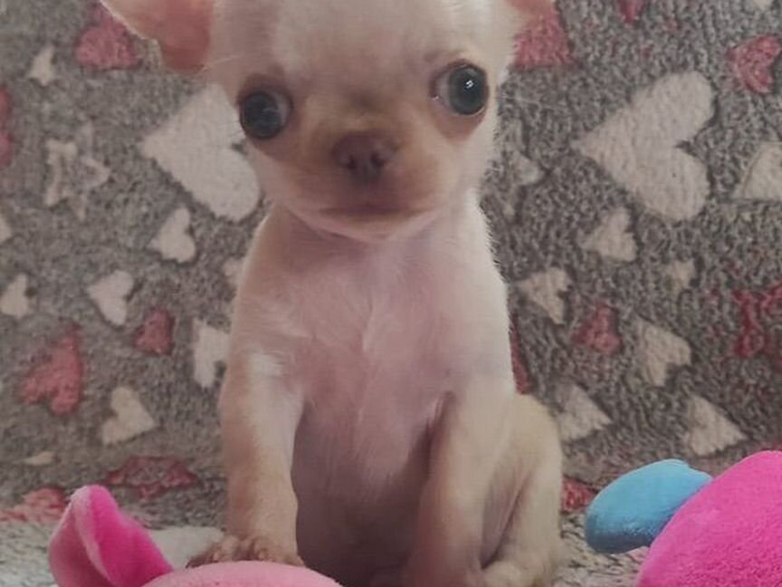 Чихуахуа в добрые руки бесплатно