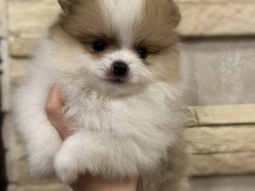 Померанский шпиц медвежьего типа