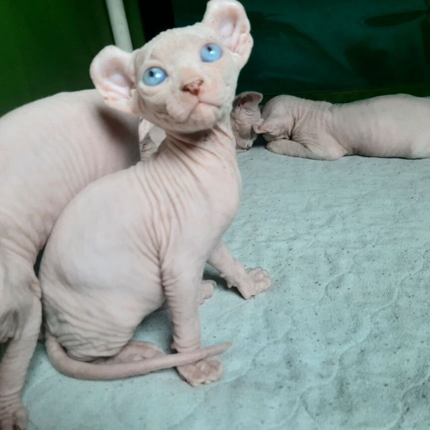 Котенок двельф лонг