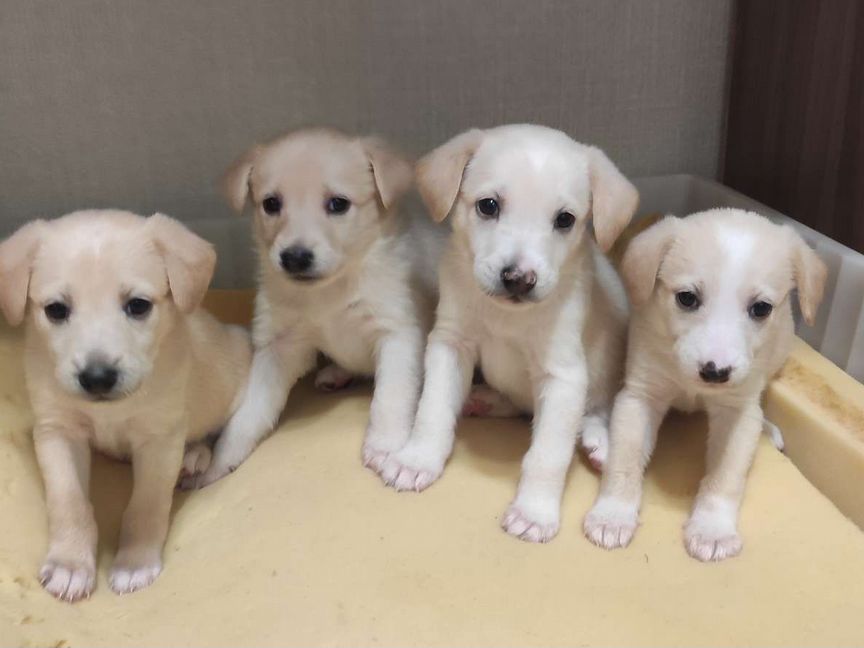 Собаки щенки маленькой породы