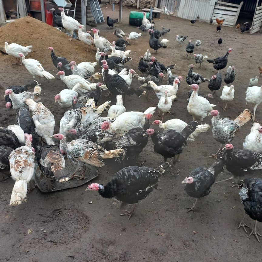 Индюки индюшки