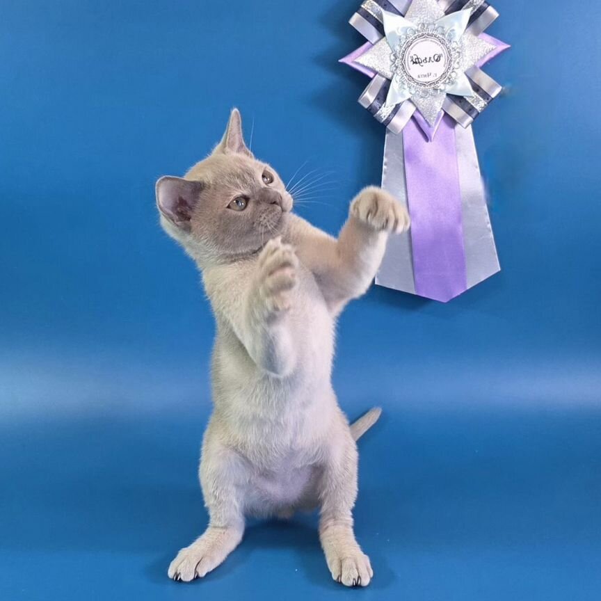 Европейский бурманский котёнок