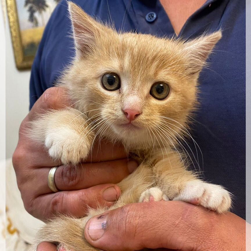 Котёнок в добрые руки