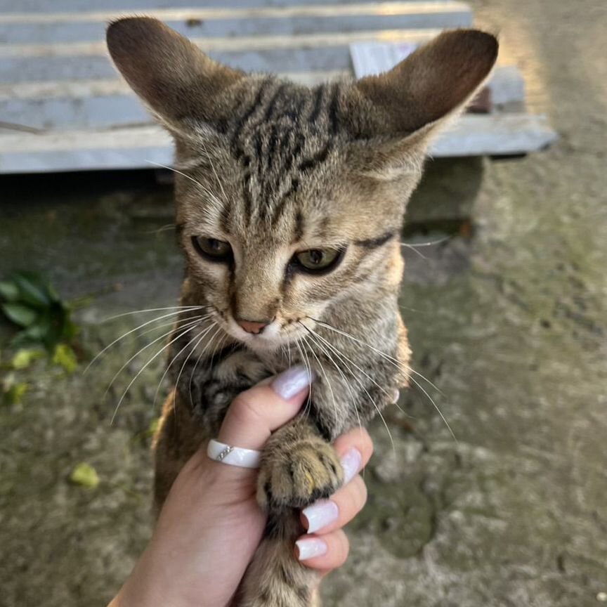 Котенок девочка в добрые руки