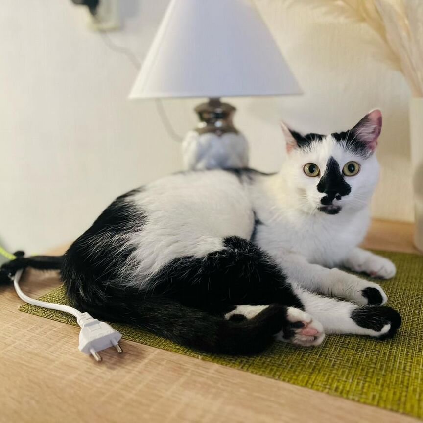 Кошка