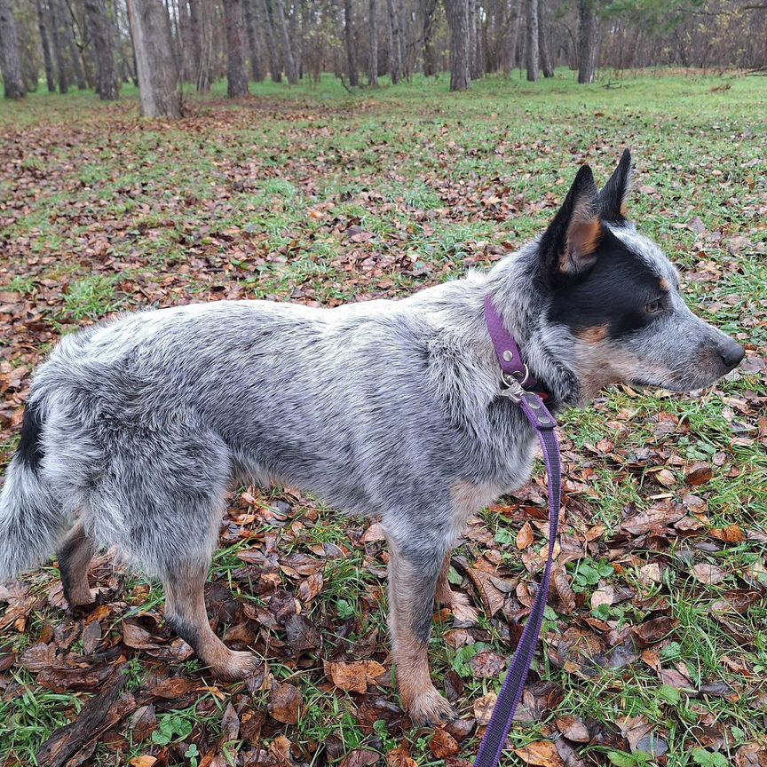Отдам бесплатно собаку с доставкой - Австралийский