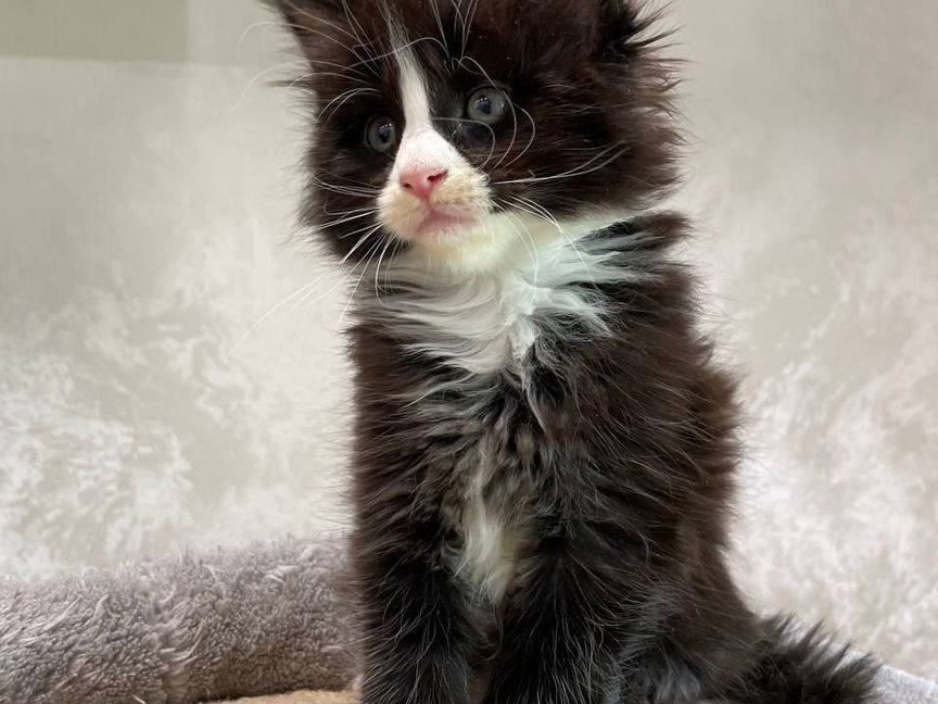 Девочки мейн-кун полидакты и стандарт