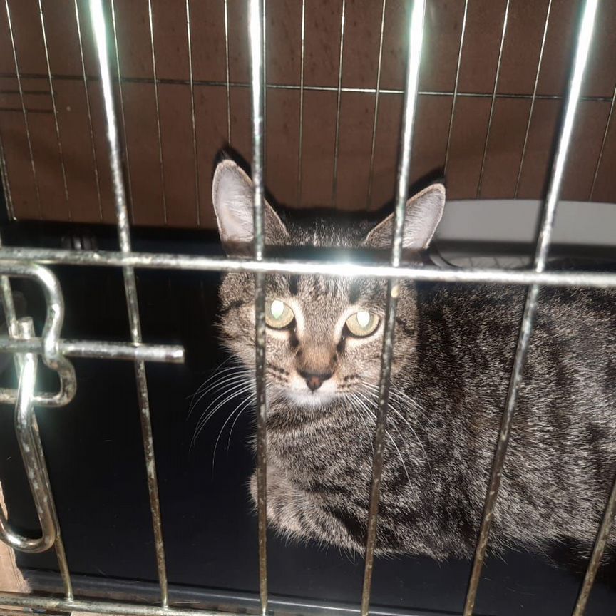 Котята в добрые руки приучены к лотку