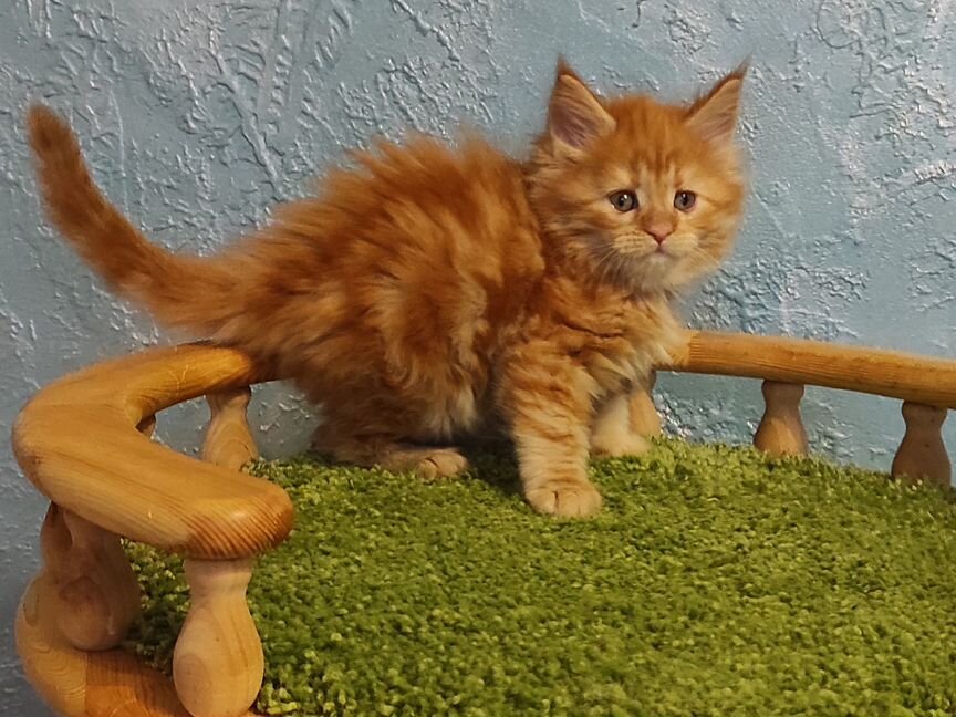 Котята мейн-кун красные