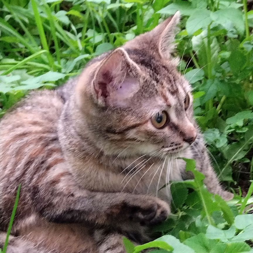 Кошка