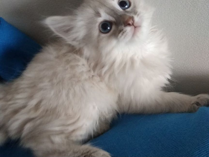 Котик рэгдолл, 2 мес