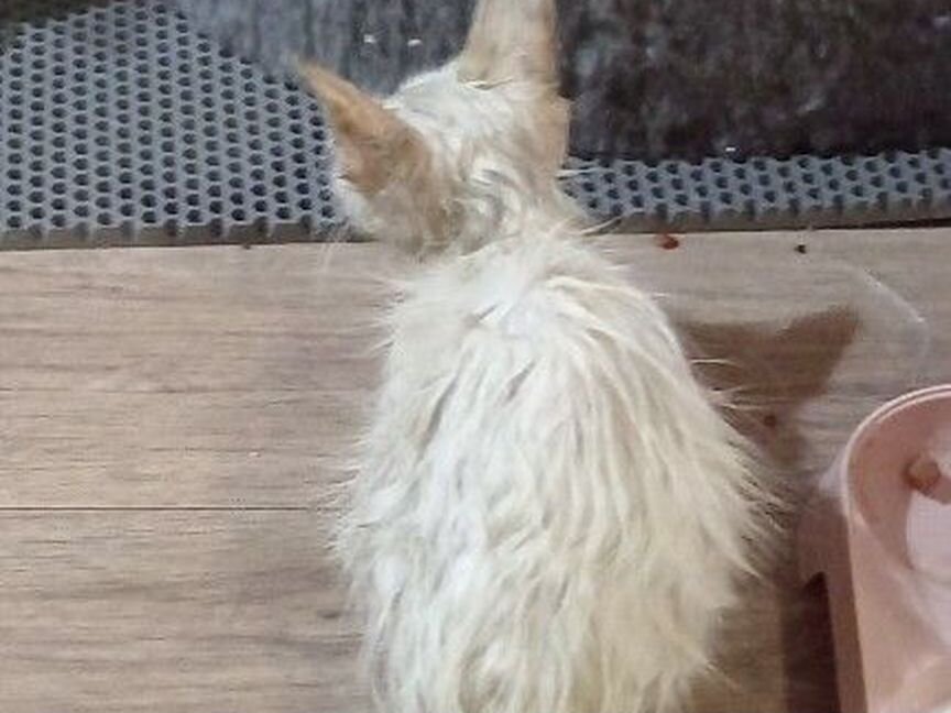 Отдам ласкового котёнка мальчика