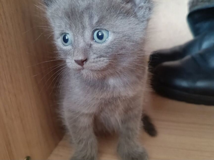Британские вислоухие котята