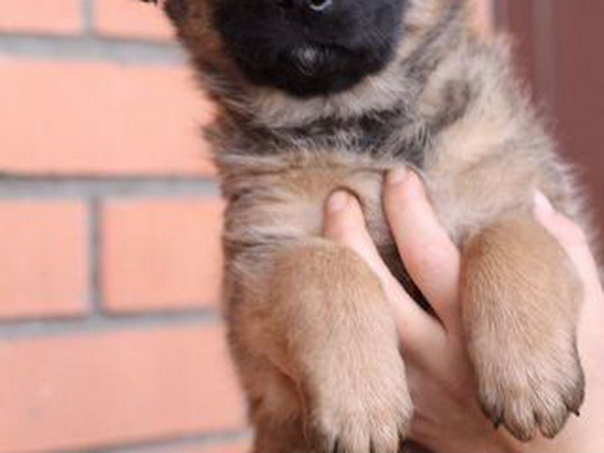 Малышка щенок 2 мес